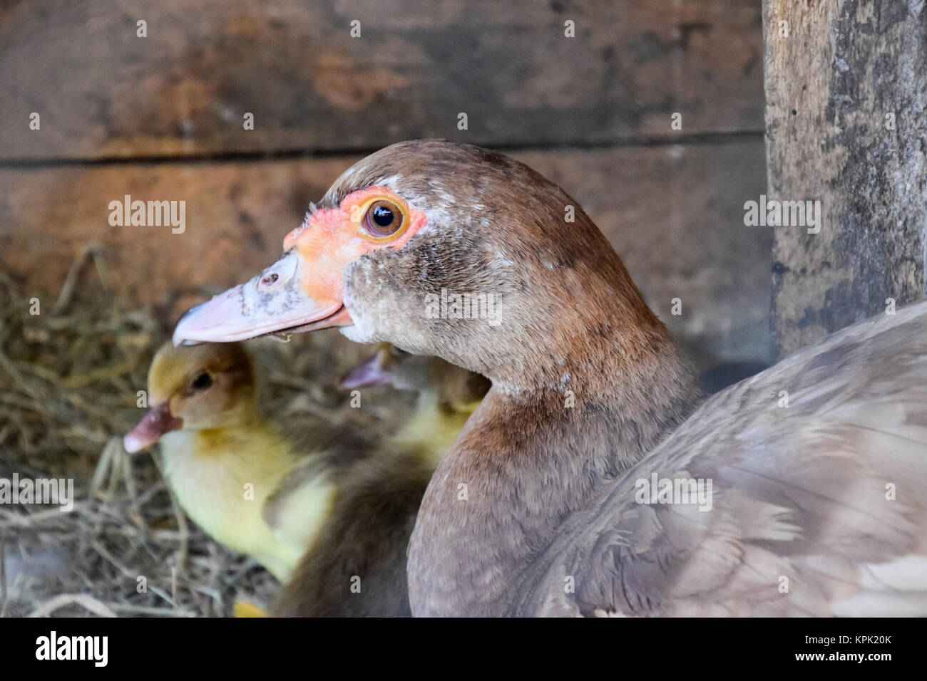Muscovy duck mother with ducklings. The musky duck. The maintenance of ...