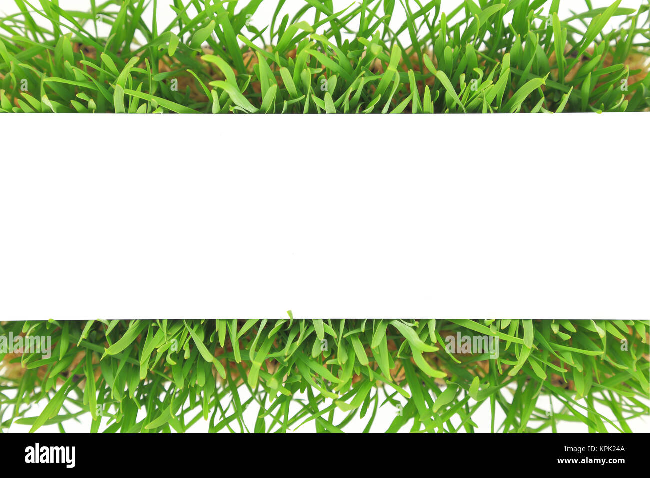 Fresh green grass banner isolated on white background Stock Photo - Alamy