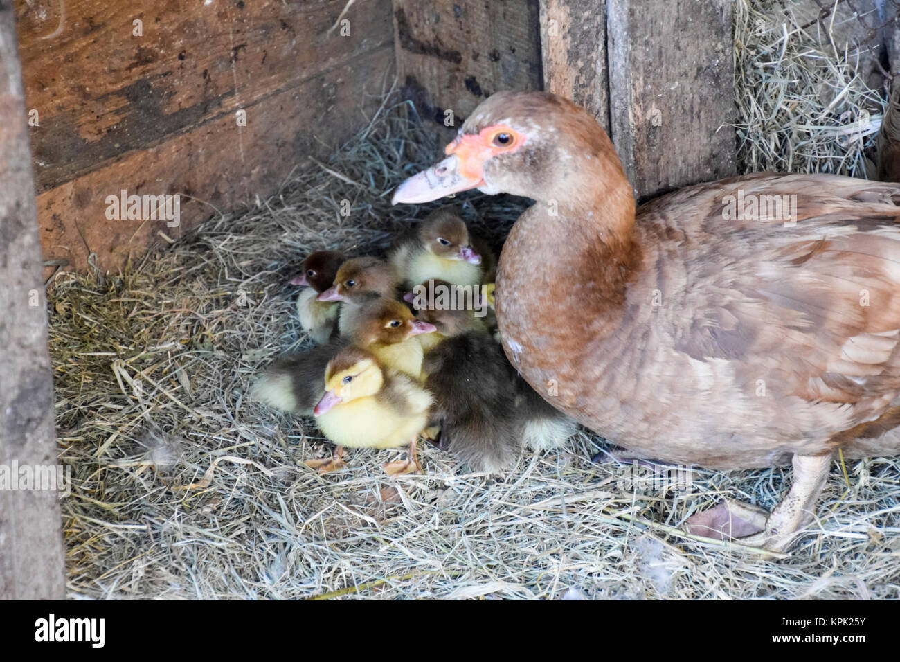 Muscovy duck mother with ducklings. The musky duck. The maintenance of ...