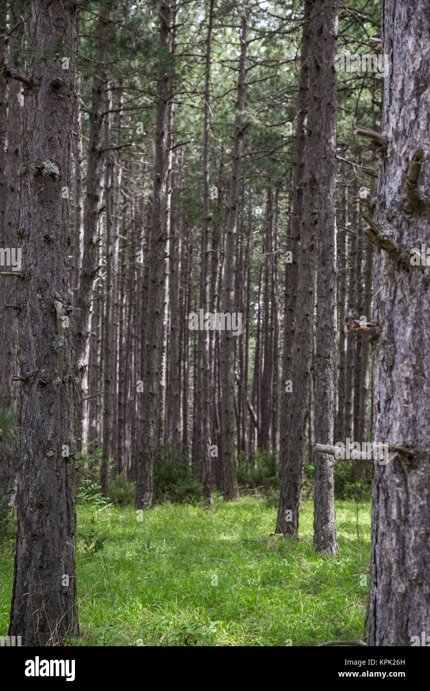 Conifer tree trunks natural background Stock Photo - Alamy