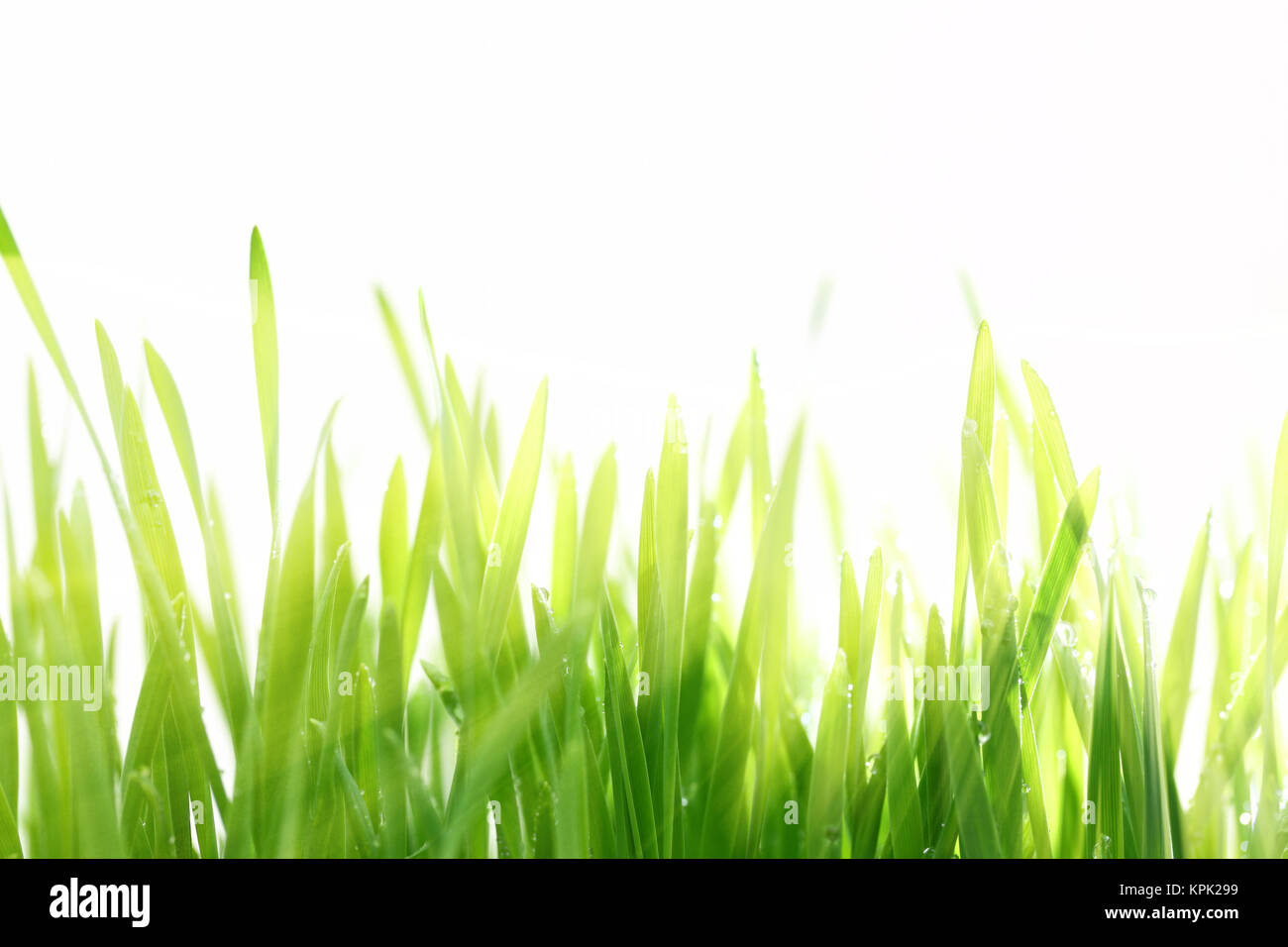 Wet fresh green grass with sunlight isolated on white Stock Photo - Alamy