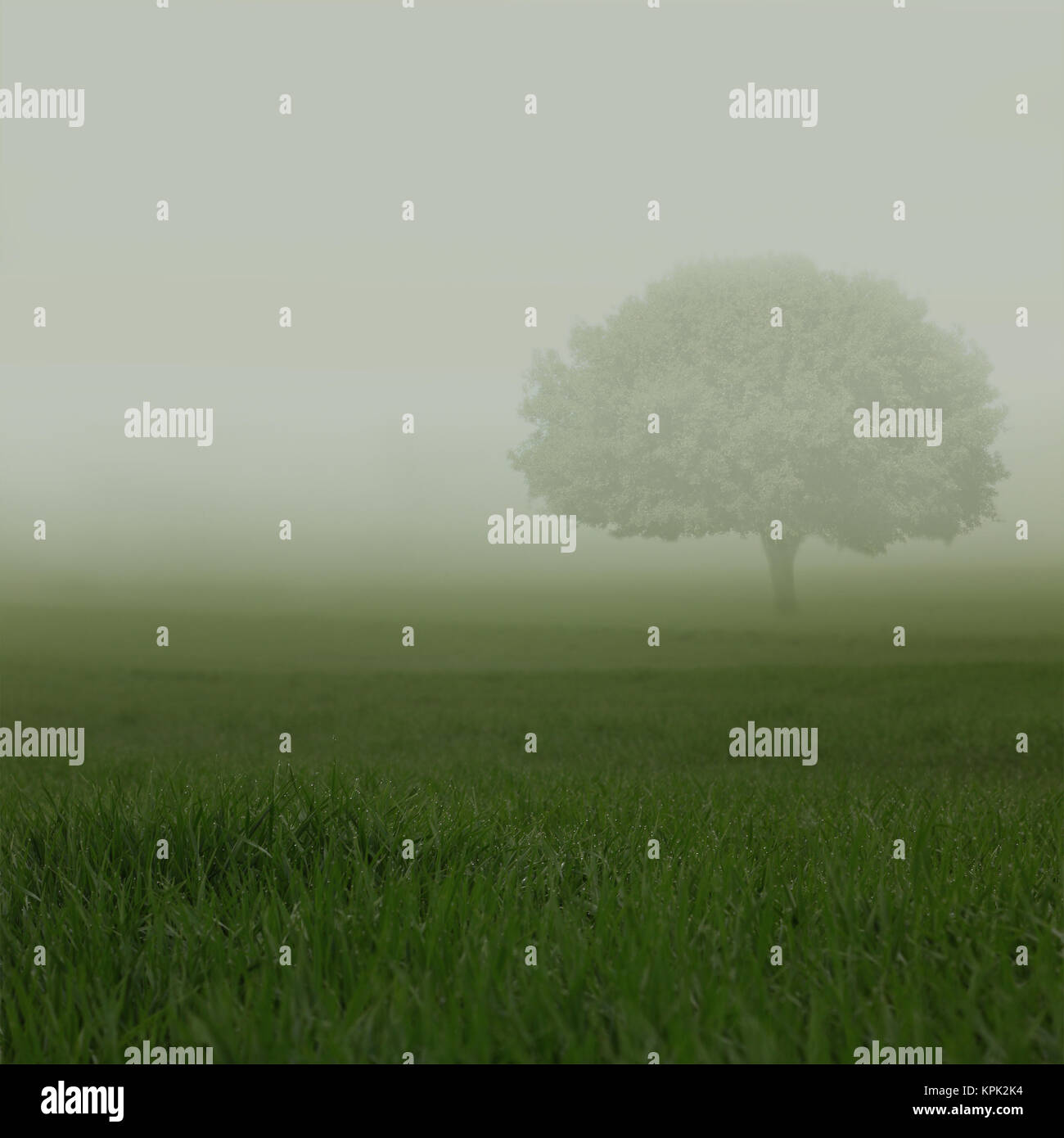 Green fields in heavy mist with a lonely tree Stock Photo - Alamy