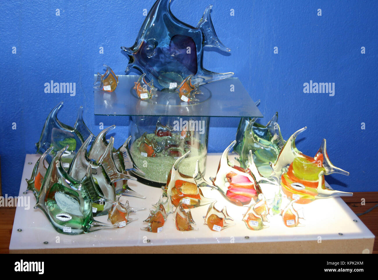 Display stand with groups of variety coloured angelfish on lightbox ...