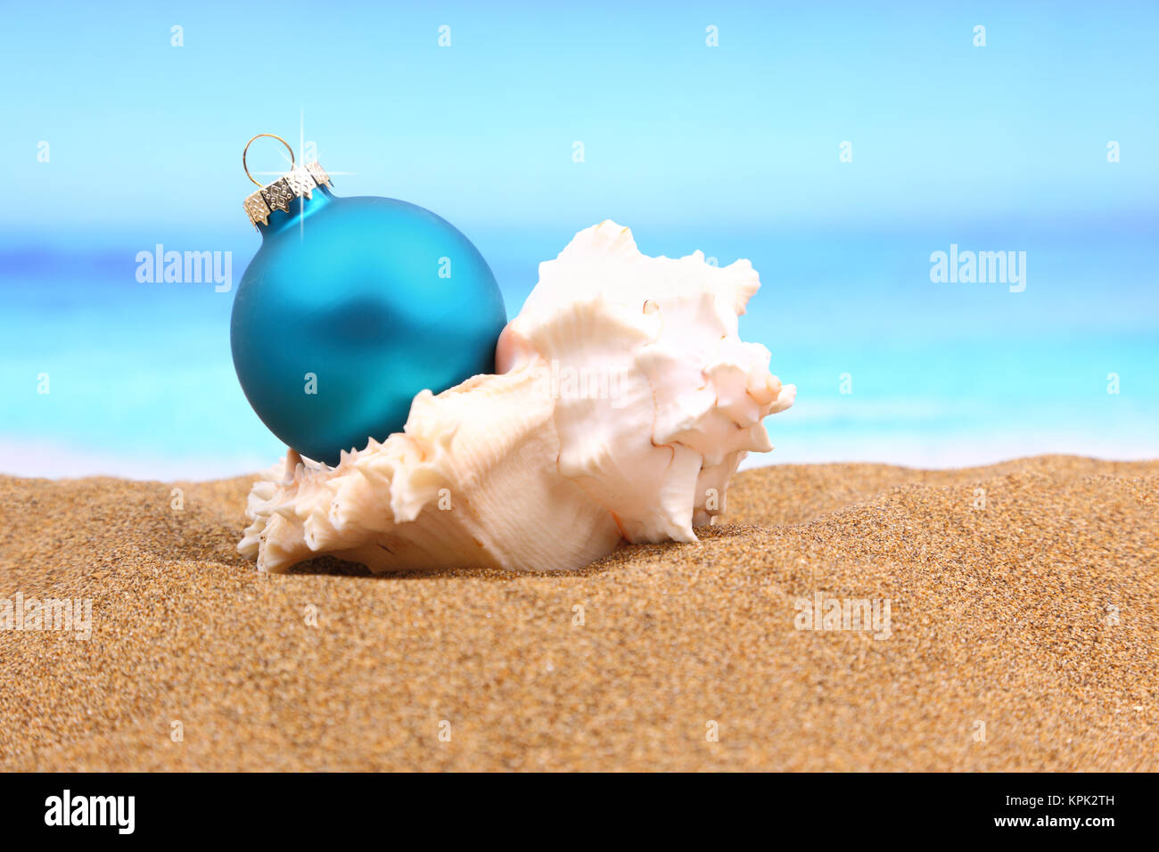 New zealand sea shell on hi-res stock photography and images - Alamy