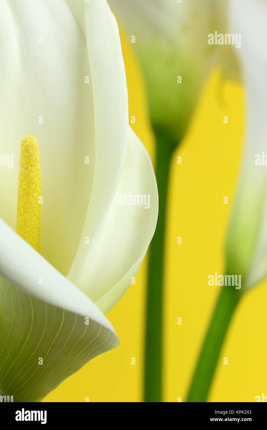 White calla lilies hi-res stock photography and images - Alamy