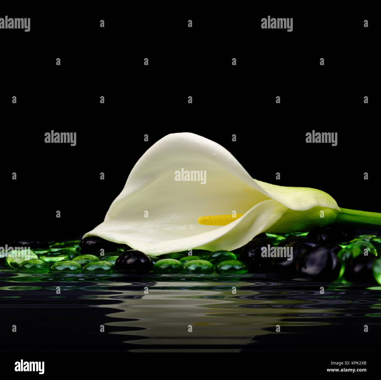Beautiful white Calla lily reflected in water Stock Photo - Alamy