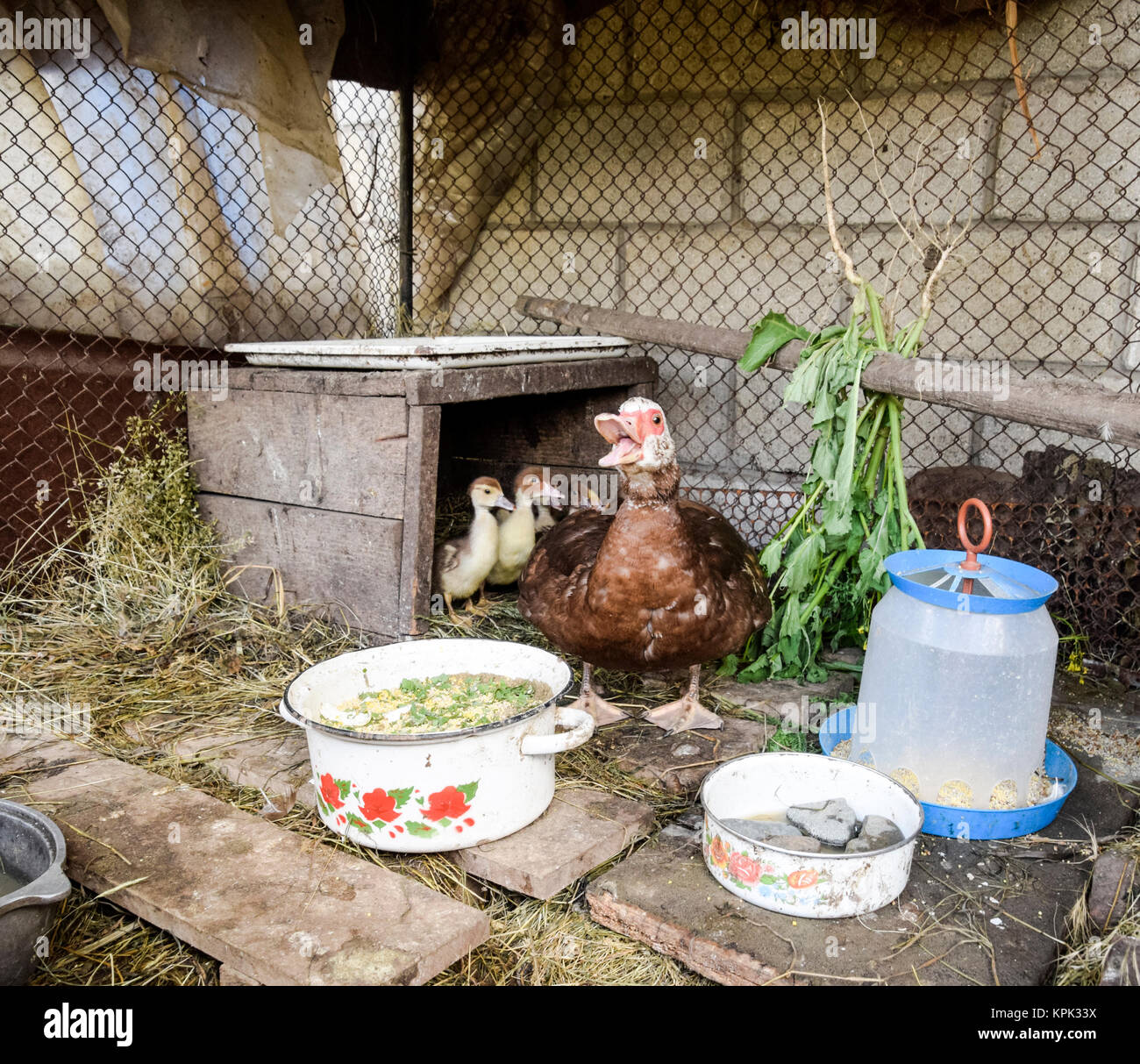 Muscovy duck mother with ducklings. Ducklings of a musky duck ...