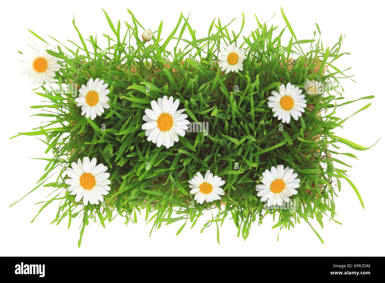 Beautiful meadow green grass flowers Cut Out Stock Images & Pictures ...