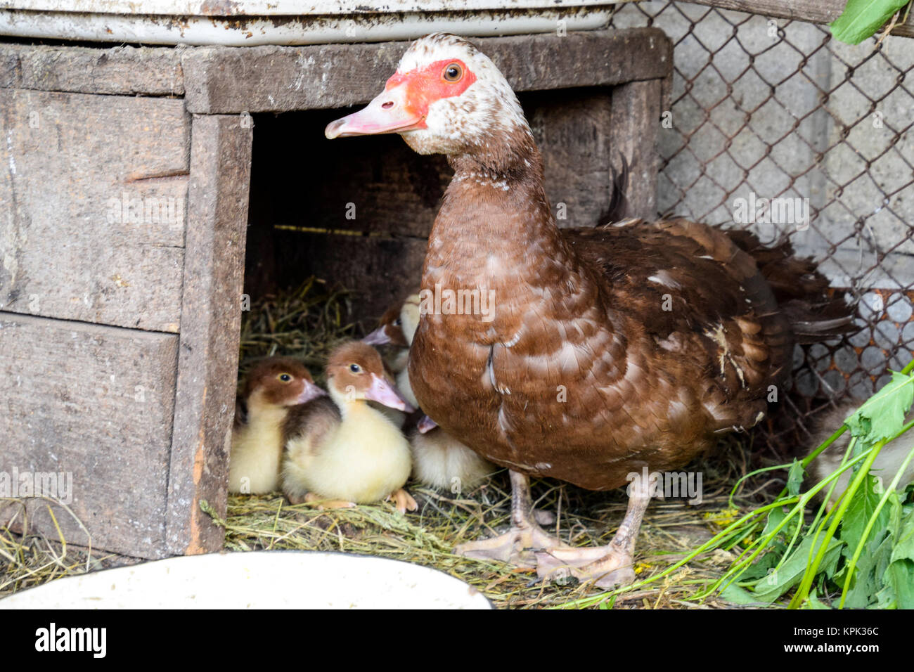 Muscovy duck mother with ducklings. Ducklings of a musky duck ...