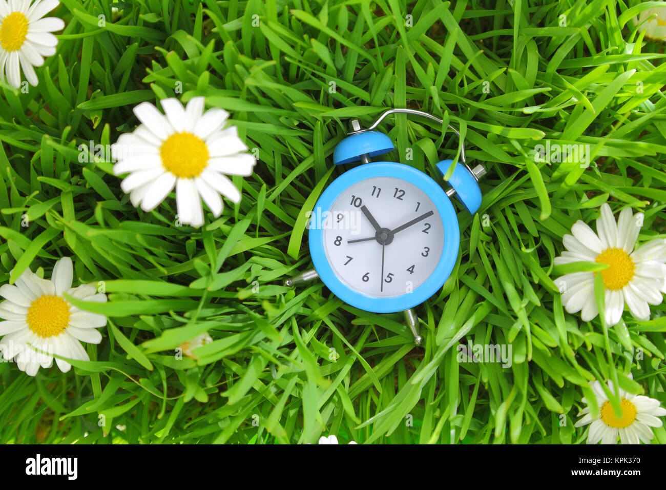 Blue clock on green grass with flowers background Stock Photo - Alamy