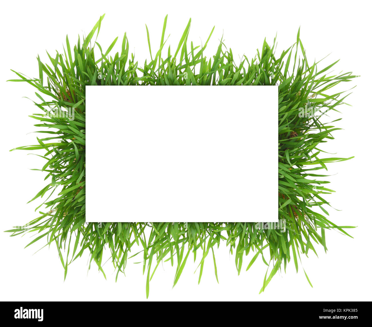 Fresh grass,blank rectangle horizontal banner isolated on white Stock ...