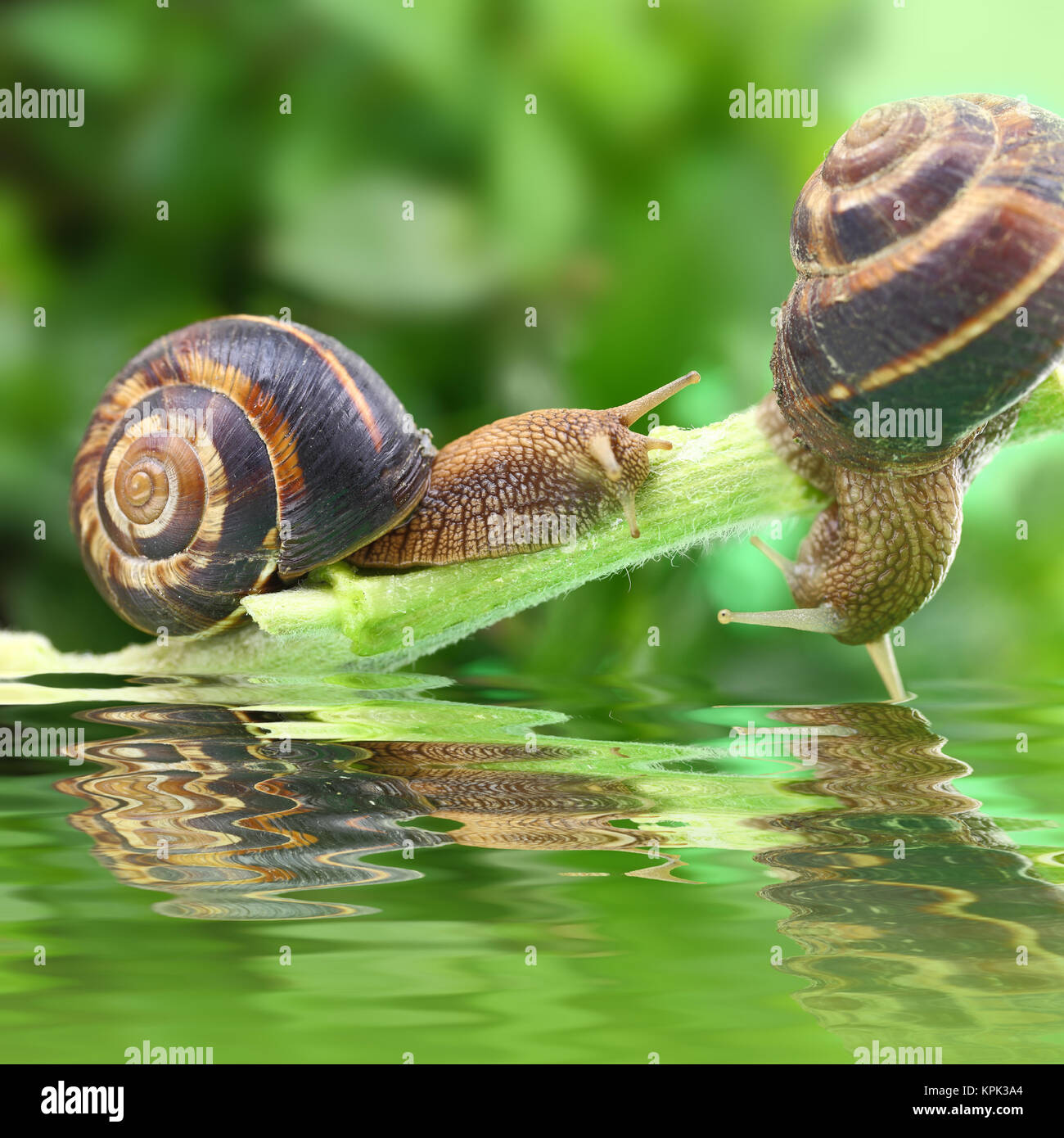 Snails crawling on plant with water and reflection Stock Photo - Alamy
