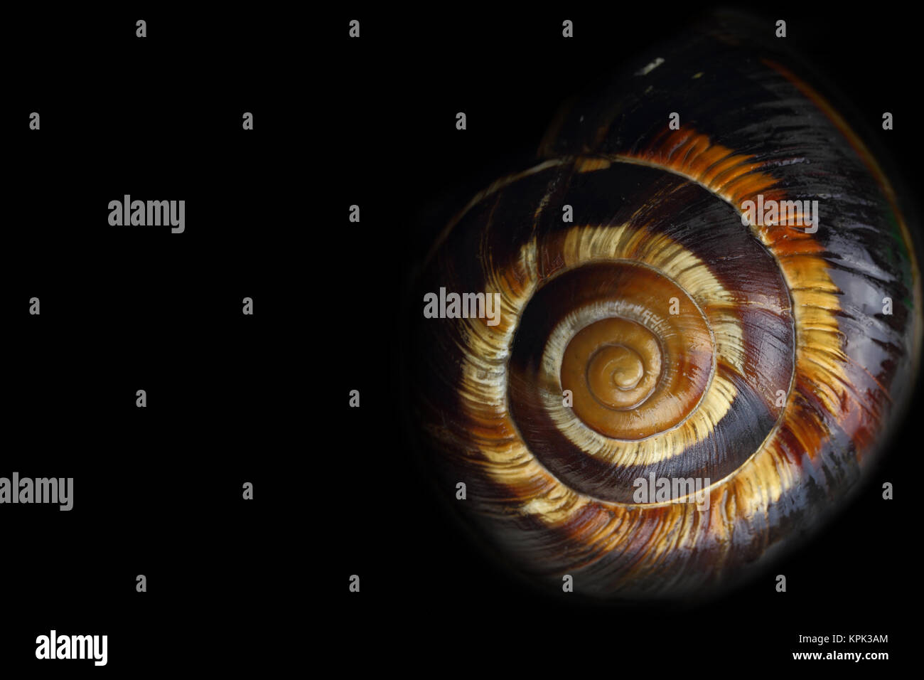 Spiral snail shell on black background Stock Photo - Alamy
