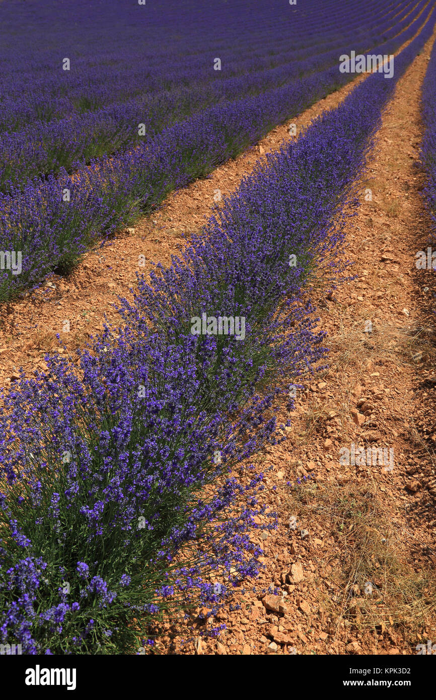Lavender rows garden hi-res stock photography and images - Alamy