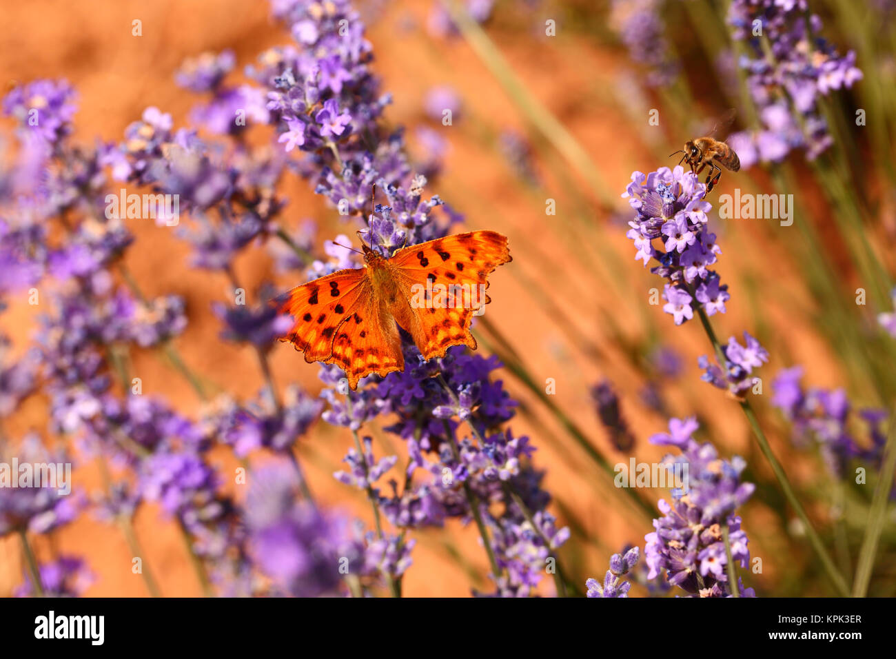 Herb garden lavender butterfly hi-res stock photography and images - Alamy