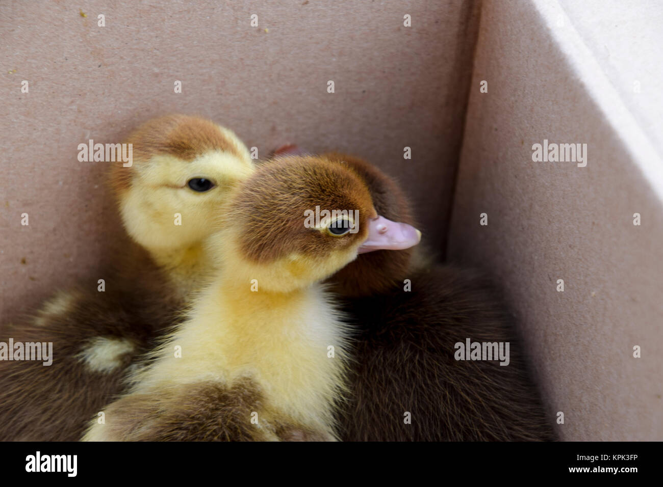 Ducklings of a musky duck. Ducklings of a musky duck in the shelter ...