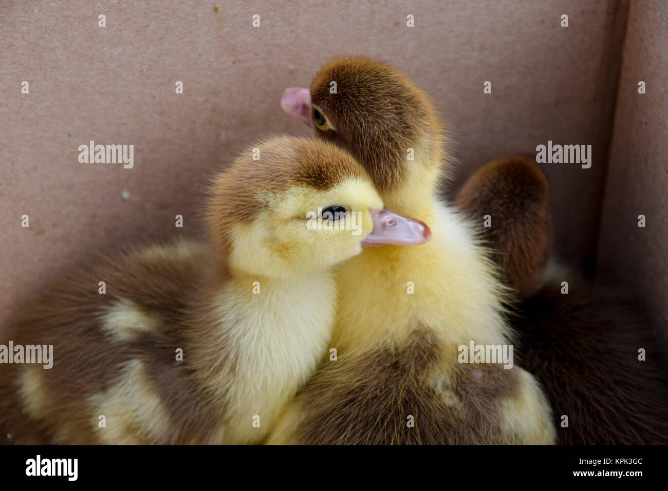 Ducklings of a musky duck. Ducklings of a musky duck in the shelter ...