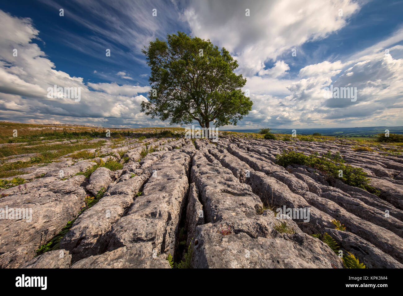 A lone tree growing in limestone in the Yorkshire Dales; Malham, North ...