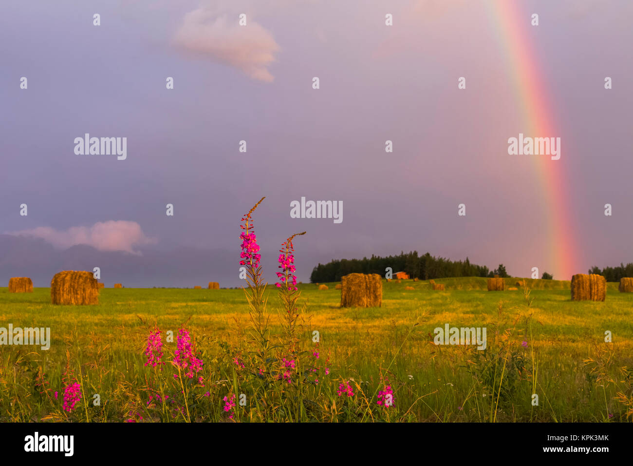 A rainbow appears in the sky over a field of freshly rolled hay bales ...