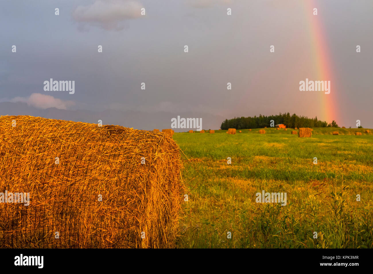 A rainbow appears over a field of freshly rolled bales of hay; Delta ...
