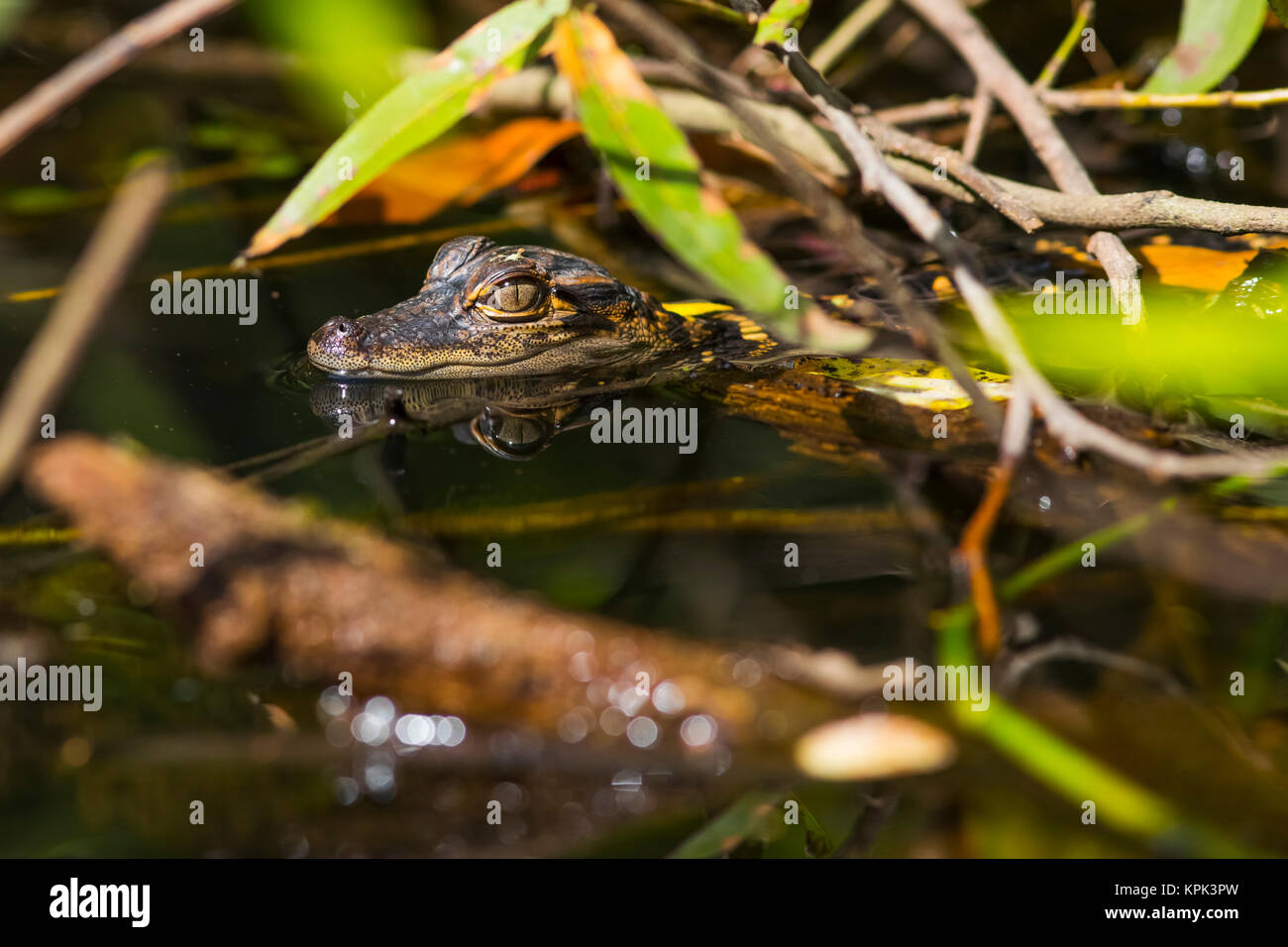 A wild American Alligator (Alligator mississippiensis) hatchling keeps ...