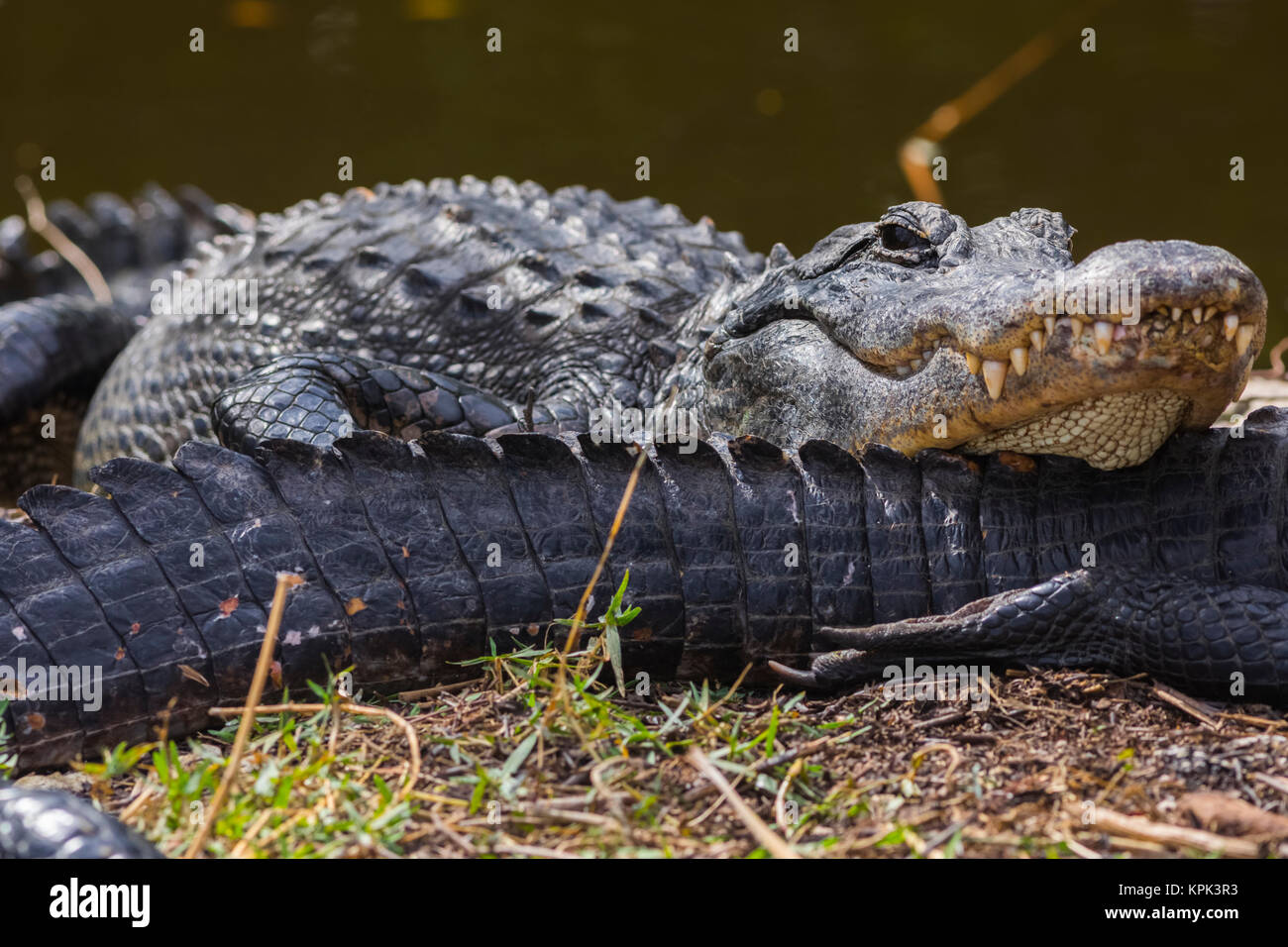 An American Alligator (Alligator mississippiensis) rests it's head on ...