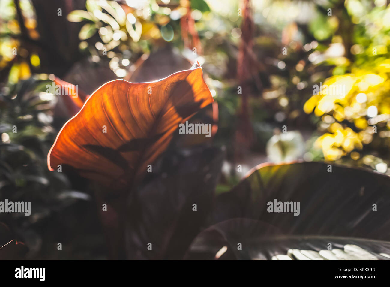 Broad leaf of a plant backlit by sunlight in a garden; Vancouver ...
