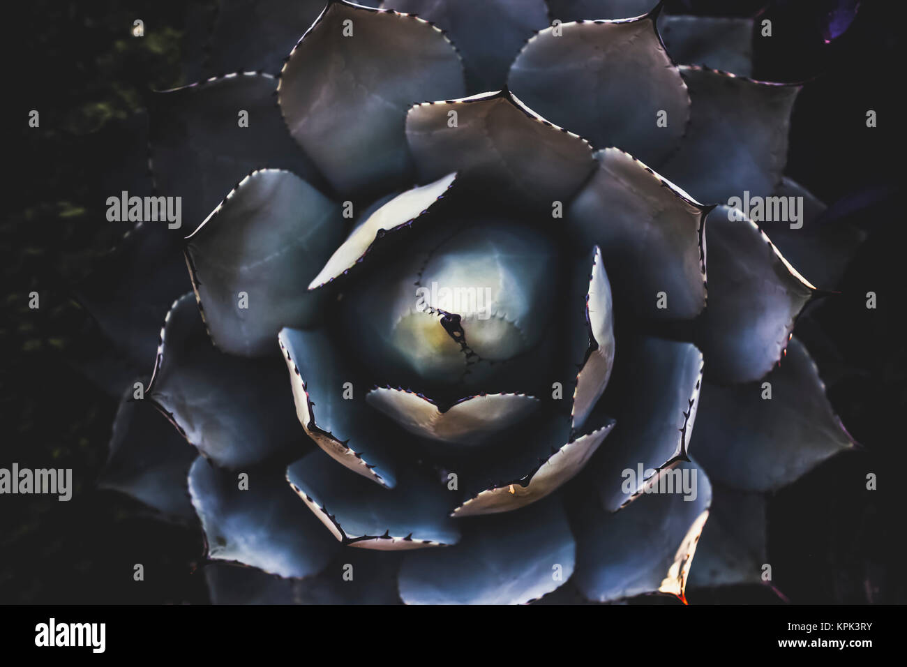 Foliage of a cactus plant in a garden viewed from directly above ...