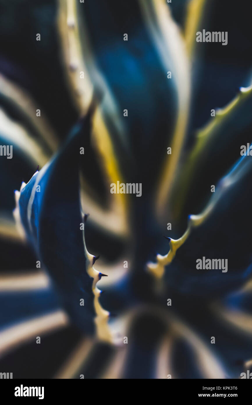 Close-up of the foliage on a cactus plant; Vancouver, British Columbia ...