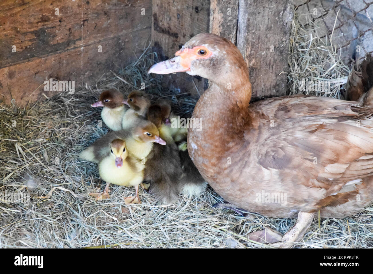 Muscovy duck mother with ducklings. The musky duck. The maintenance of ...