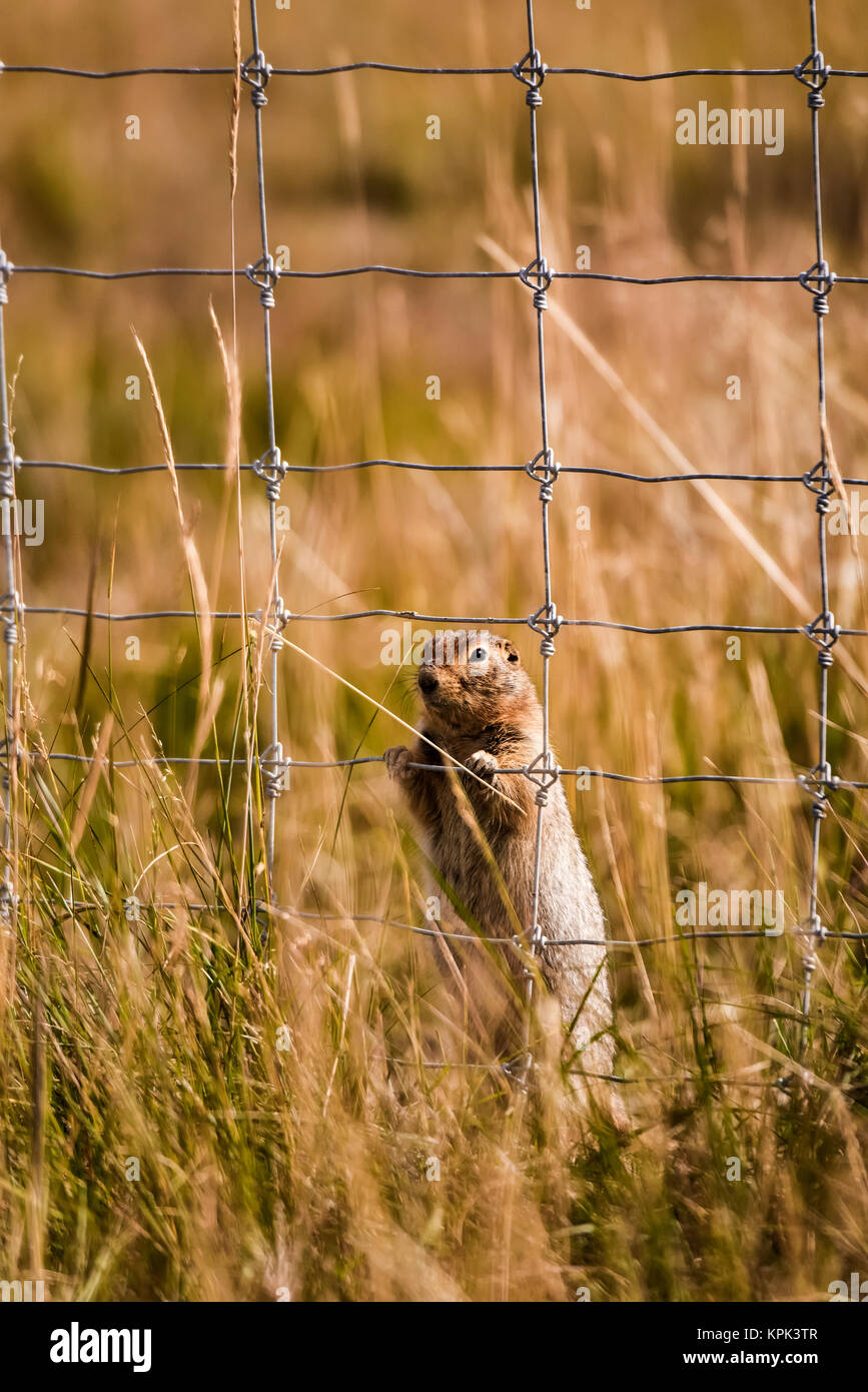 Arctic Ground Squirrel (Spermophilus parryii) behind a fence in a field ...