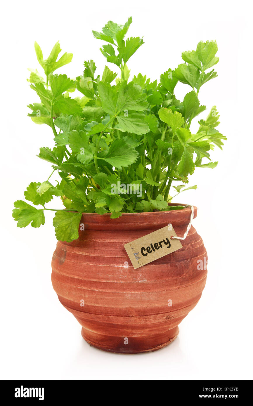 Celery plant hi-res stock photography and images - Alamy