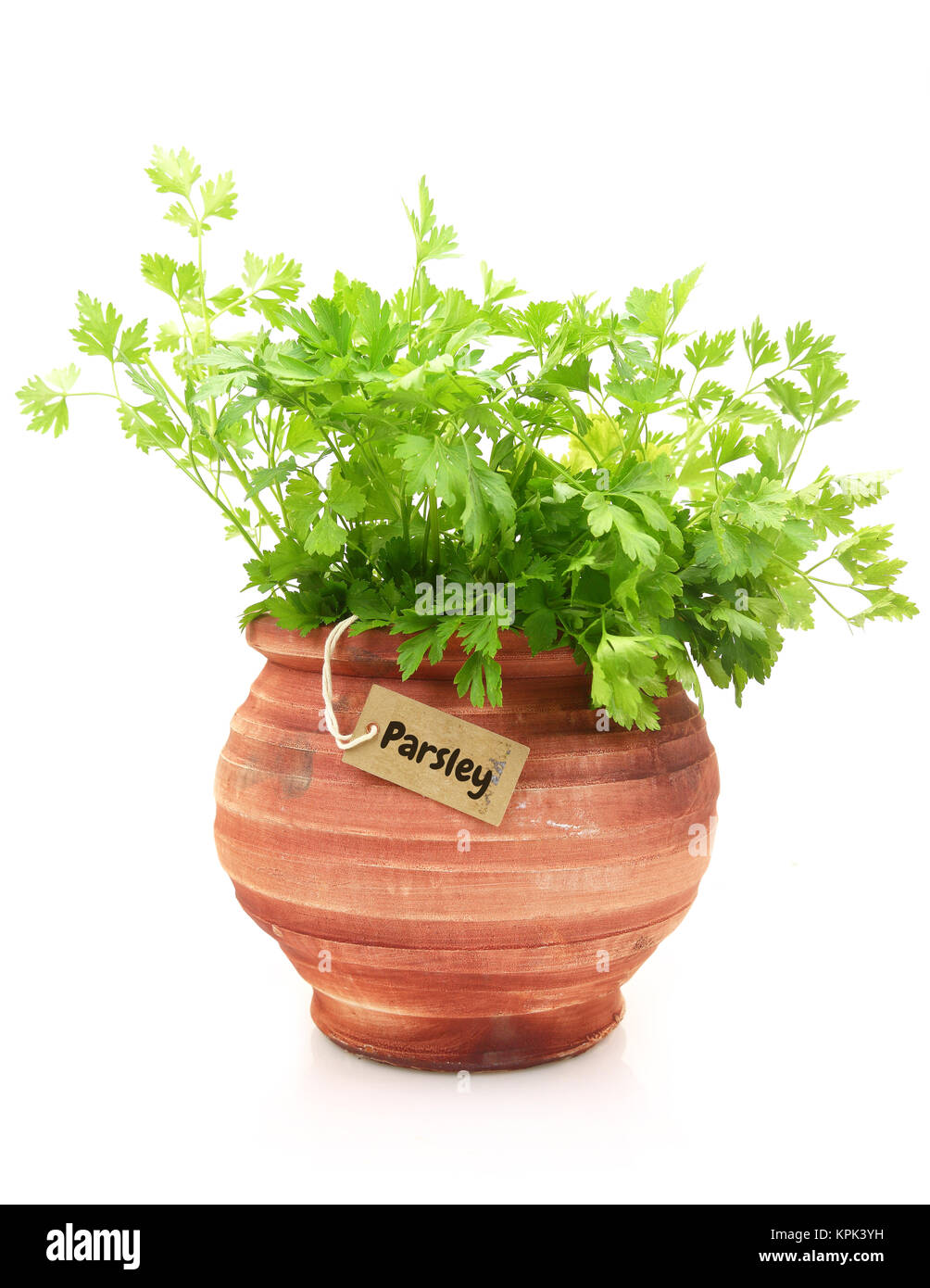 Fresh parsley plant in a clay pot Stock Photo - Alamy