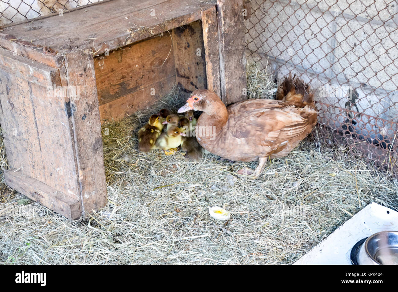 Muscovy duck mother with ducklings. The musky duck. The maintenance of ...