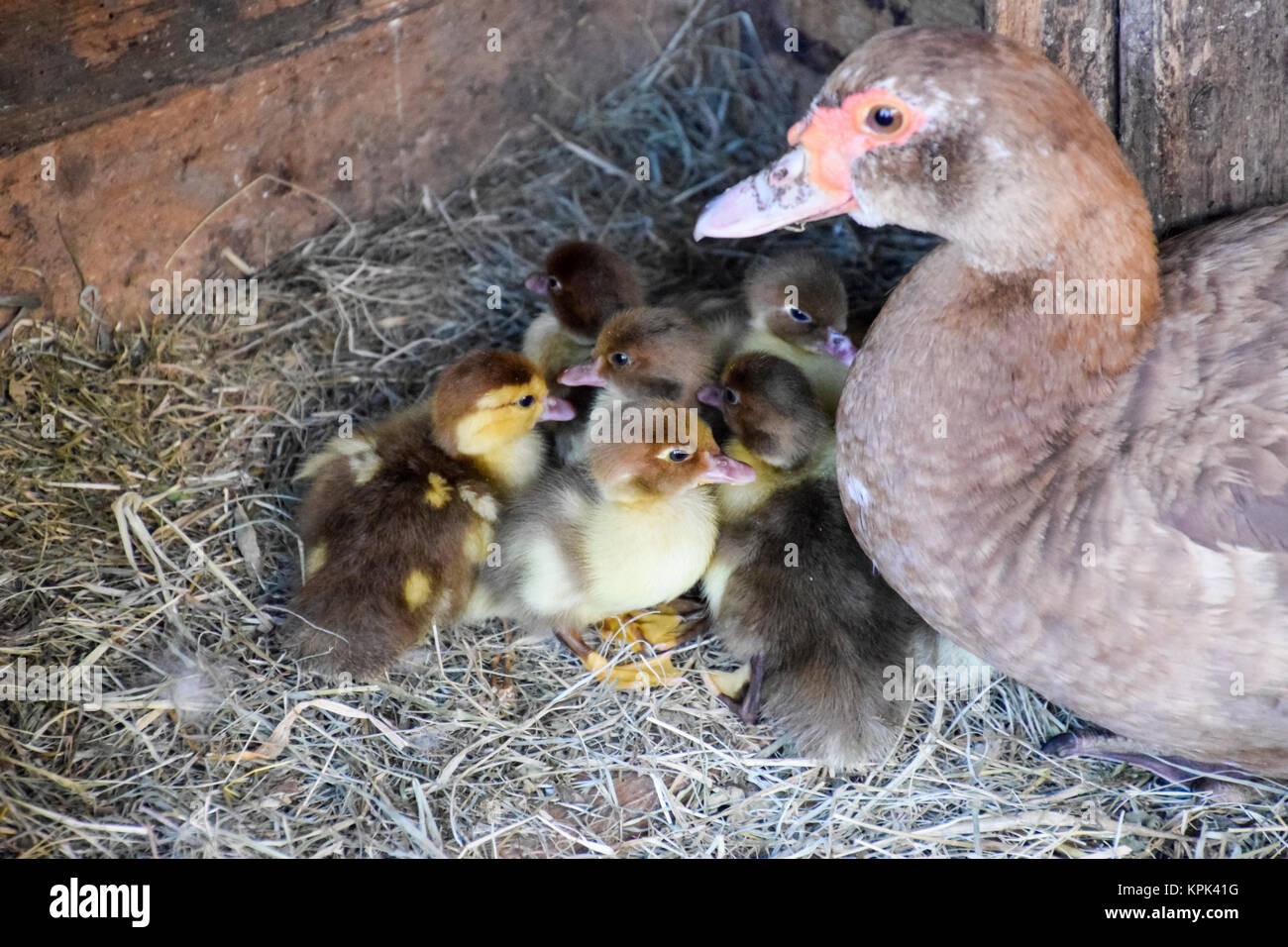 Muscovy duck mother with ducklings. The musky duck. The maintenance of ...