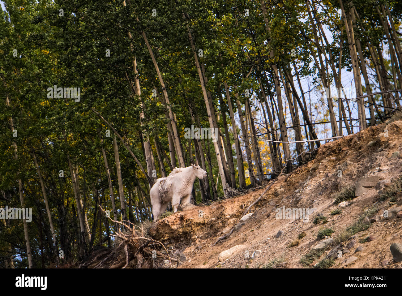 Mountain Goat (oreamnos americanus), captive and standing on the edge ...