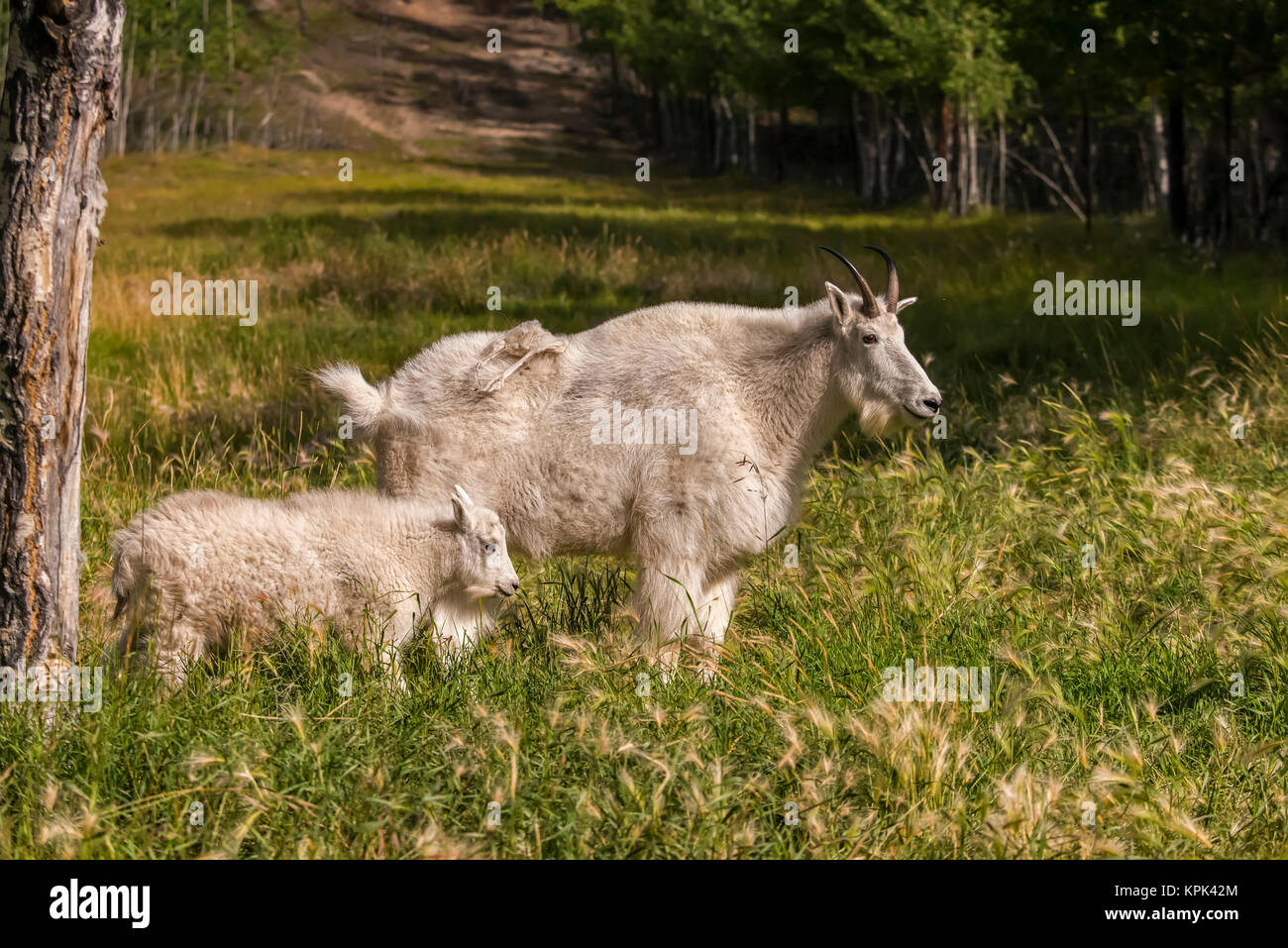 Mountain Goat (oreamnos americanus) with kid, captive; Yukon Territory ...