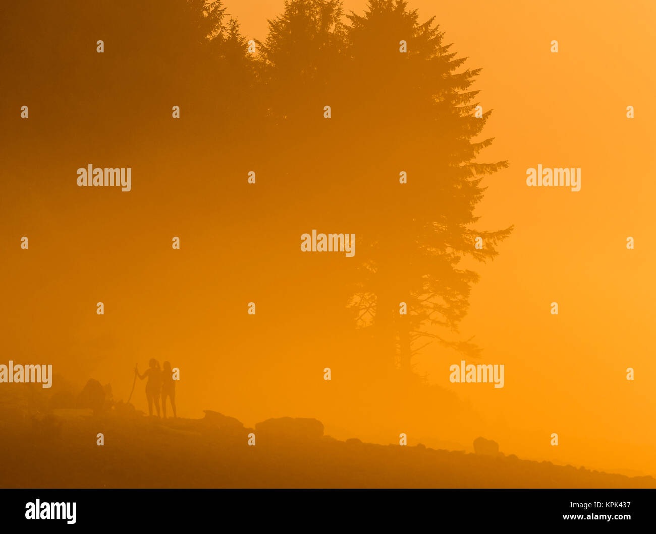 Sunset lights up the fog with a golden glow on the Oregon Coast ...