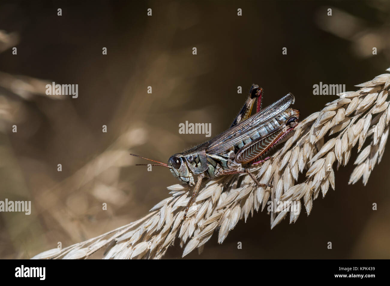 Grasshopper Side View High Resolution Stock Photography and Images - Alamy