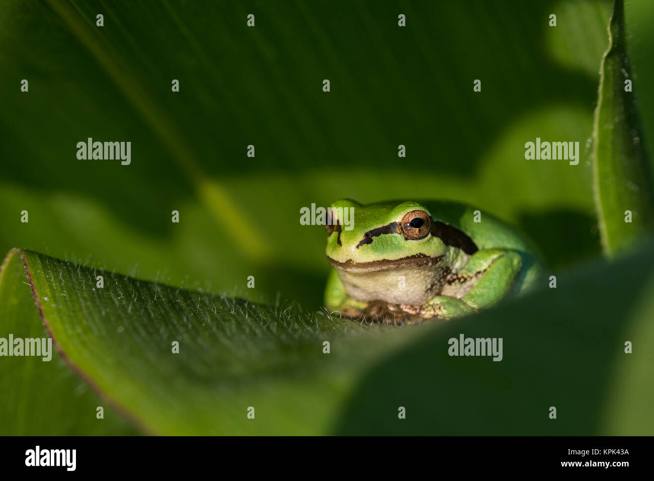 Tree frog hi-res stock photography and images - Alamy