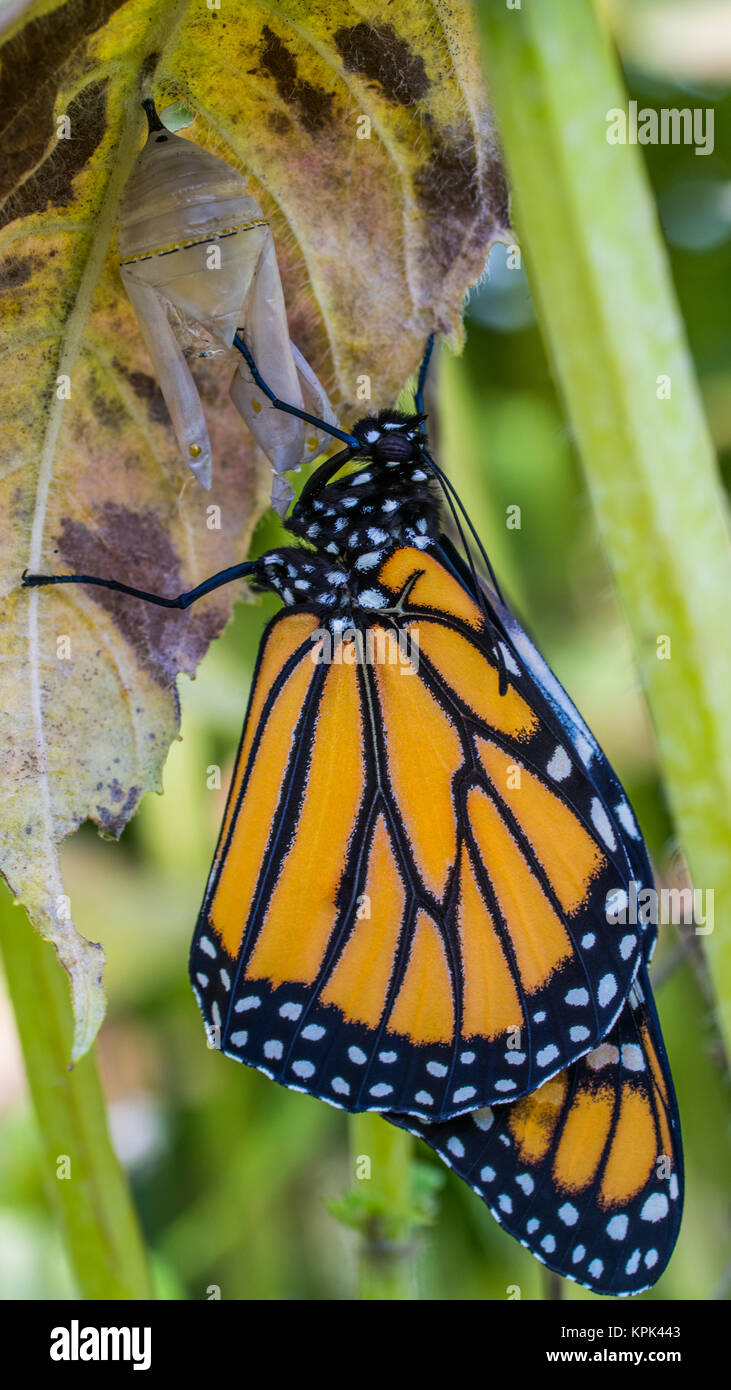 Monarch butterfly (Danaus plexippus) on a chrysalis shell; Ontario ...