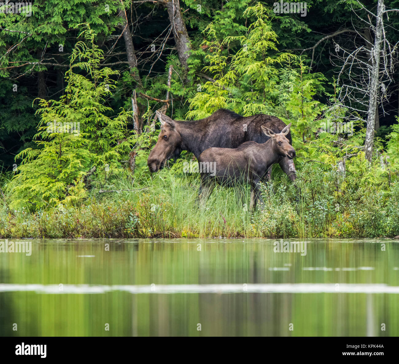 Moose canada hi-res stock photography and images - Alamy