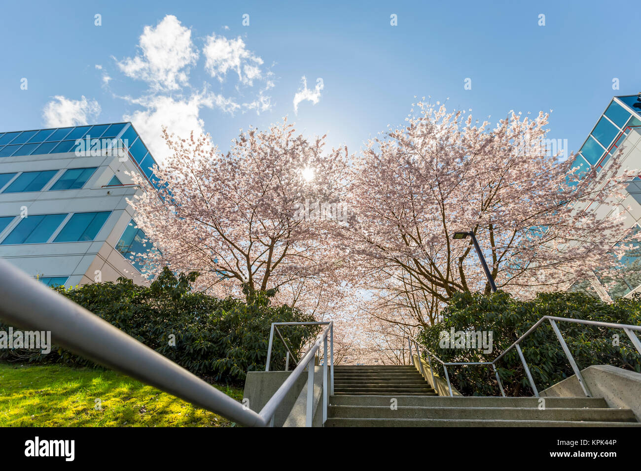 Spring blossom cherry trees in full bloom line this concrete set of ...