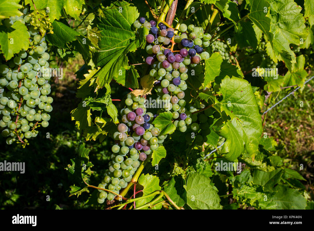 Red gris hi-res stock photography and images - Alamy