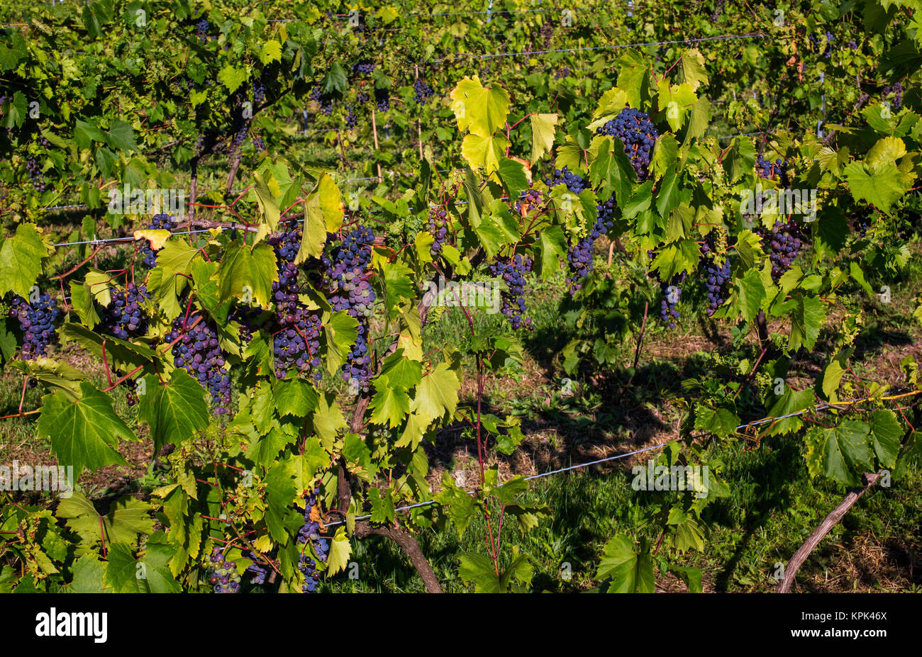 Frontenac Gris grapes growing on a vine; Shefford, Quebec, Canada Stock ...