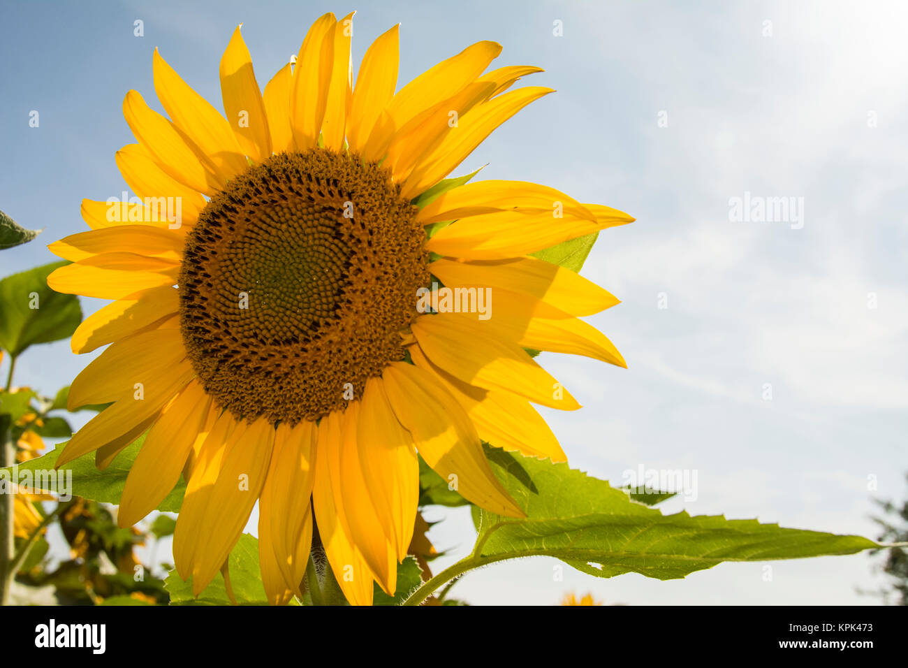 Half sunflower hi-res stock photography and images - Alamy