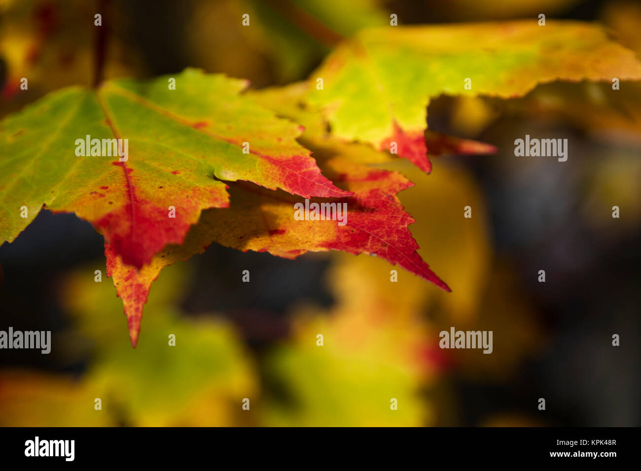 Close-up of leaves transforming to autumn colours from green to red ...