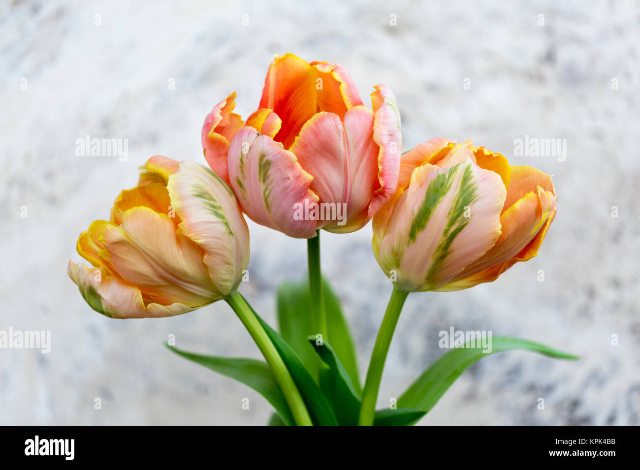 Three peach coloured tulips on a grey marbled background; Surrey ...