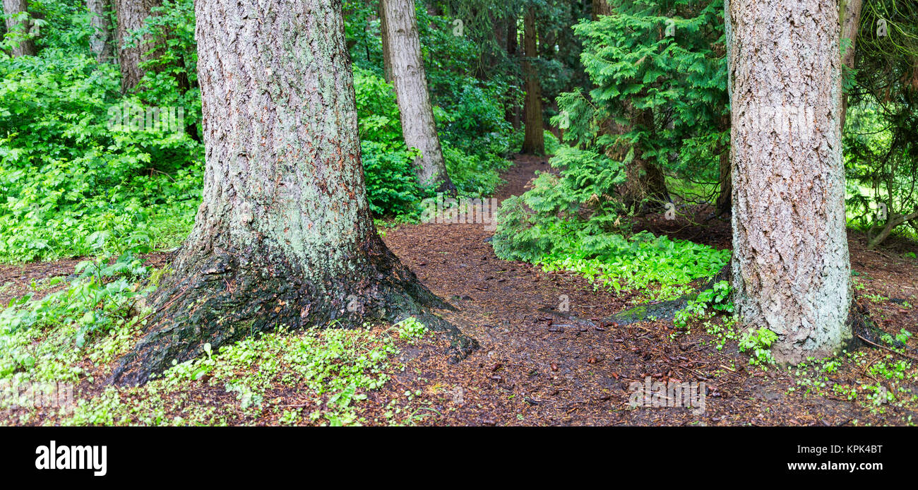 A trail leading through the large trees in Redwood Park in British ...