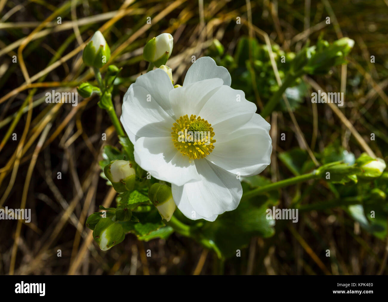 Mount Cook Lily (Ranunculus lyallii), an alpine flower taken in Arthur ...